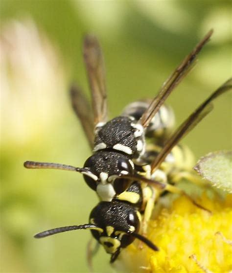 Mating Bees BugGuide Net