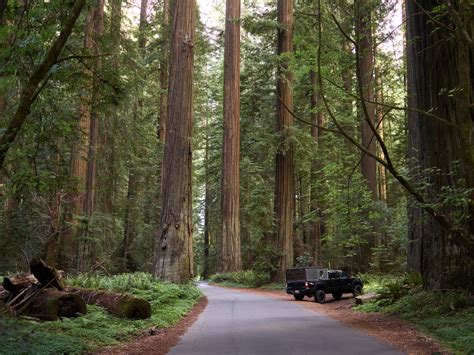 Sensational Sequoia Insight Crunch