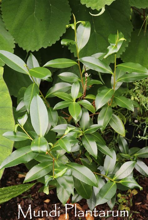 Polyspora Axillaris Mundi Plantarum