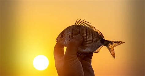 도미 꿈 해몽 5가지 나오는 보는 잡는 먹는 죽이는 떼