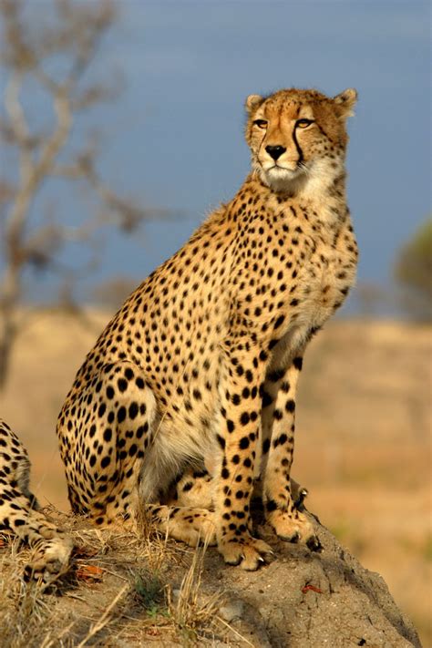 Cheetah - Wikipedia