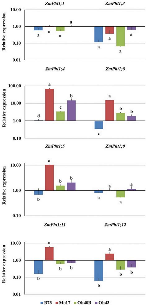 Normalized Relative Expression Of Phosphate Transporters Zmpht1 In Download Scientific