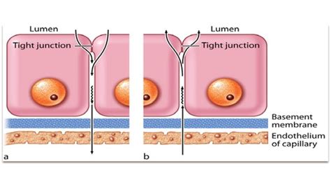 Osmoregulation Marine Species Flashcards Quizlet