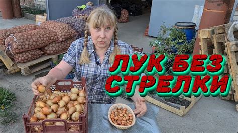 КАК ВЫРАСТИТЬ ЛУК БЕЗ СТРЕЛКИ Youtube
