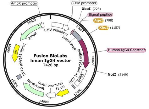 Pfb Chig Hg4 Efficient Transient Antibody Expression Vector Fusion