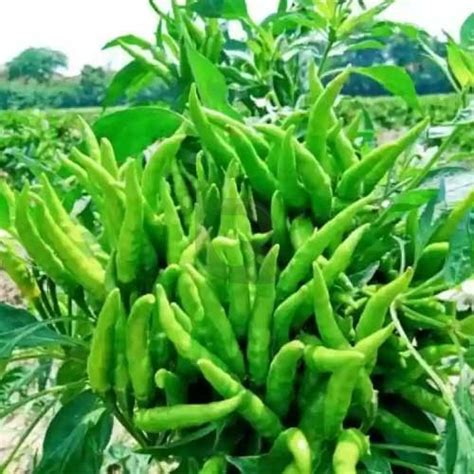 Chilli Upright Suraj Mukhi Seeds Highly Pungent Perennial 75 80