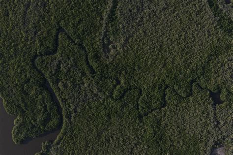 The Global Mangrove Alliance Is Fighting To Save Vital Ecosystems Food Planet Prize