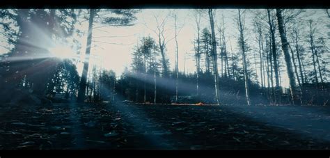 Forest By Ehta On Deviantart