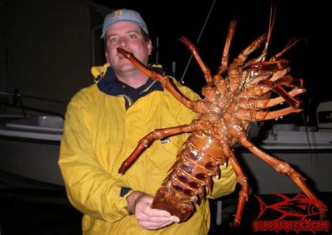 Lobster Sex Bloodydecks