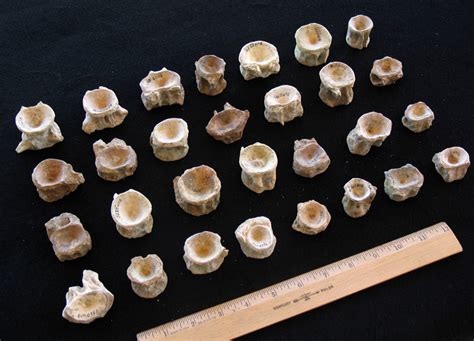 Fish Vertebrae Identification At Robert Speirs Blog