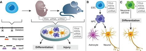 Long Noncoding RNAs In Development And Regeneration Of The Neural Lineage
