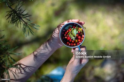 숲의 나뭇 가지 사이에서 뜨거운 허브 베리 차와 함께 관광 머그잔을 들고 인식 할 수없는 여자 손 건강한 생활방식에 대한 스톡 사진 및 기타 이미지 Istock
