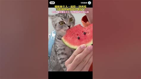 小猫咪偷吃主人西瓜 结果被惊呆 Youtube