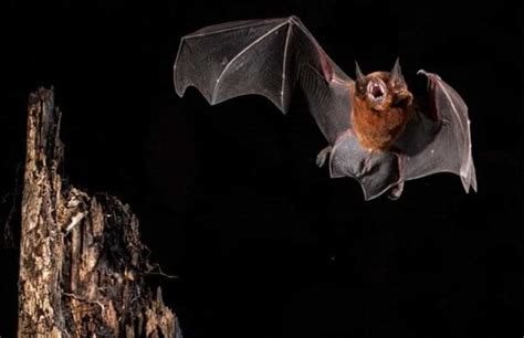 Amazonian Bat Identification Takes Flight With New Interactive Guide