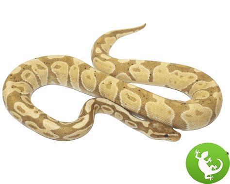 Banana Ball Python Adult Ultimate Reptile
