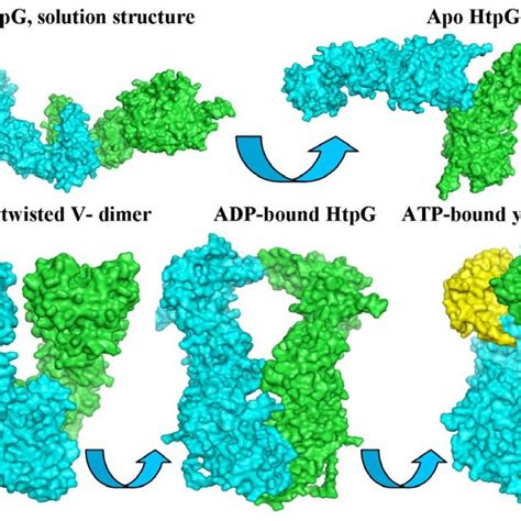 The Conformational Cycle And Structural Diversity Of The Hsp90