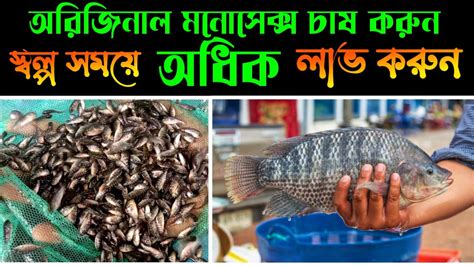 অরিজিনাল মনোসেক্স তেলাপিয়া মাছের পোনা কোথায় পাওয়া যায় Monosex Tilapia মনোসেক্স