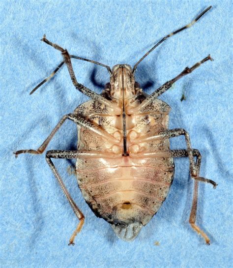 Mamorated Stink Bug In Homes