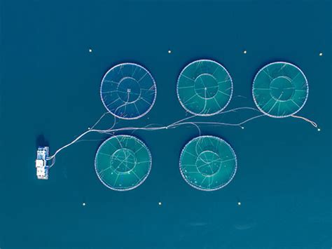 Phytogenic Feed Additives For Aquaculture Developed By Delacon Delacon