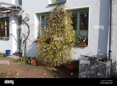 Jasminum Nudiflorum Winter Jasmine Stock Photo Alamy