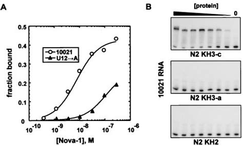 A Nitrocellulose Filter Binding Assay Of The 10021 Rna And A Point