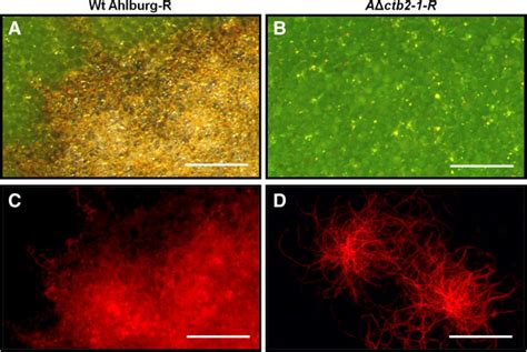 C Beticola Infection Monitored By Fluorescence Microscopy Imaging