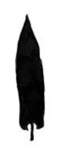 Phylum Monilophyta Class Polypodiopsida Flashcards Quizlet