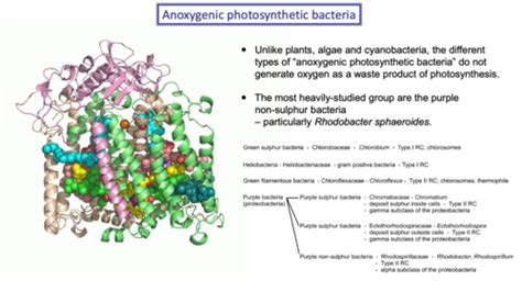 Purple Photosynthetic Bacteria