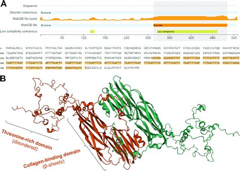 The Cnm Threonine Rich B Domain As An Intrinsically Disordered Region Download Scientific