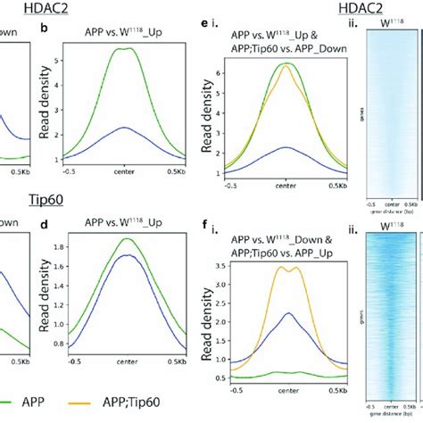 Tip60 Expression Protected Against Alterations In The Hdac2 Binding