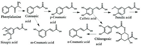 Natural Biosynthesis Map Of Cinnamic Acid Derivatives In Plants 3132