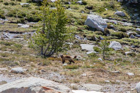 Want To See Wildlife In The Sawtooth National Recreation Area Here Are