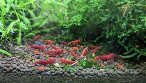 I Want To Propagate Java Moss Rshrimptank I Want To Propagate Java Moss Rshrimptank