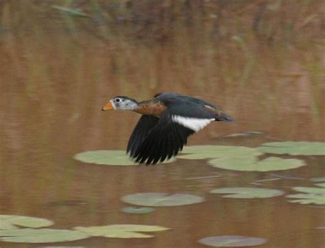 African Pygmy Goose Birdforum Opus Birdforum