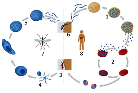 Задание №14589 Установите соответствие между признаками и этапами жизненного цикла малярийного