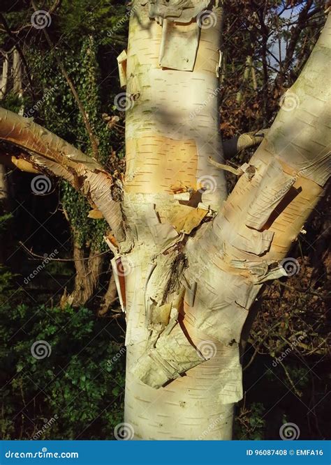 A Tree With Peeling Bark Royalty Free Stock Photo CartoonDealer Com