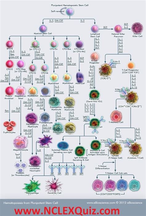 Hematopoiesis From Pluripotent Stem Cells Pathways Lineage Specific