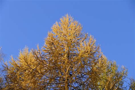 树 自然 木头 Pixabay上的免费照片 Pixabay