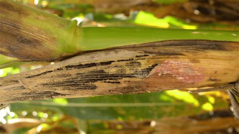 How To Identify And Manage Corn Ear Rots Agweb