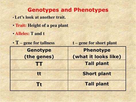 Ppt Genetics Powerpoint Presentation Free Download Id4736261