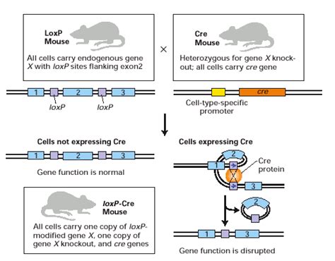 Cre Lox Conditional Knockout