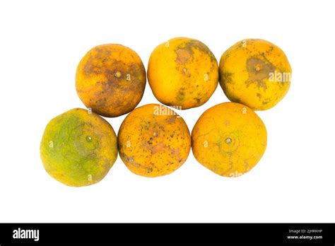 Orange Rotten Dirty Six Isolated On White Background Stock Photo Alamy