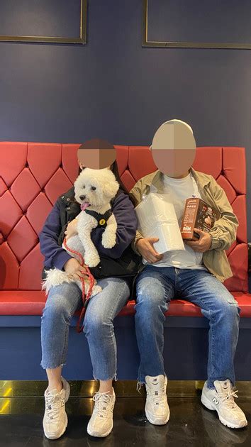 울산 2021 0161 비숑프리제 몽구 책임분양 사모예드특징 스피츠특징 시바견특징 시베리안허스키특징 시츄특징 요크셔테리어특징 웰시코기특징 이탈리아그레이하운드특징 치와와