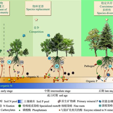 Classification Of Plant Nutrient Acquisition Strategies 图1 植物养分捕获策略的分类