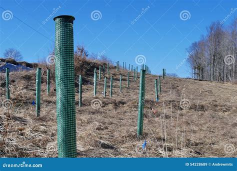 Seedling Protectors Stock Image Image Of Shelter Babe 54228689