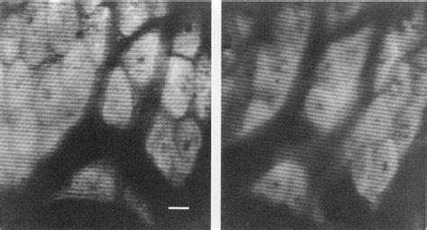 Figure 1 From A Test Of The Stochastic Theory Of Stem Cell