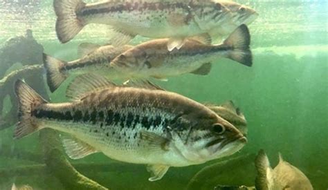 Mga Uri Ng Isda Sa Ilog Mga Pangalan Mga Kuryusidad At Higit Pa