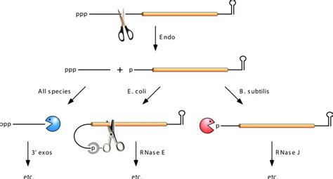 Mrna Degradation In Prokaryotic Cells Biology Notes Online