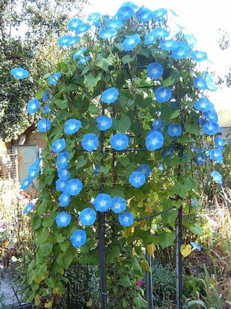 Батат | Красивые сады, Цветущие растения, Цветы