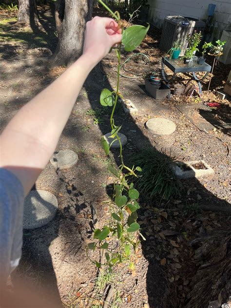 Plant Emergency How To Go About Fixing This R Plantclinic